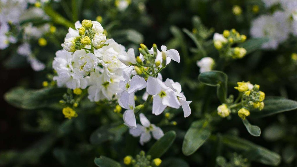 Floricultores de Tenango mantienen viva la tradición del Cempasúchil en ...