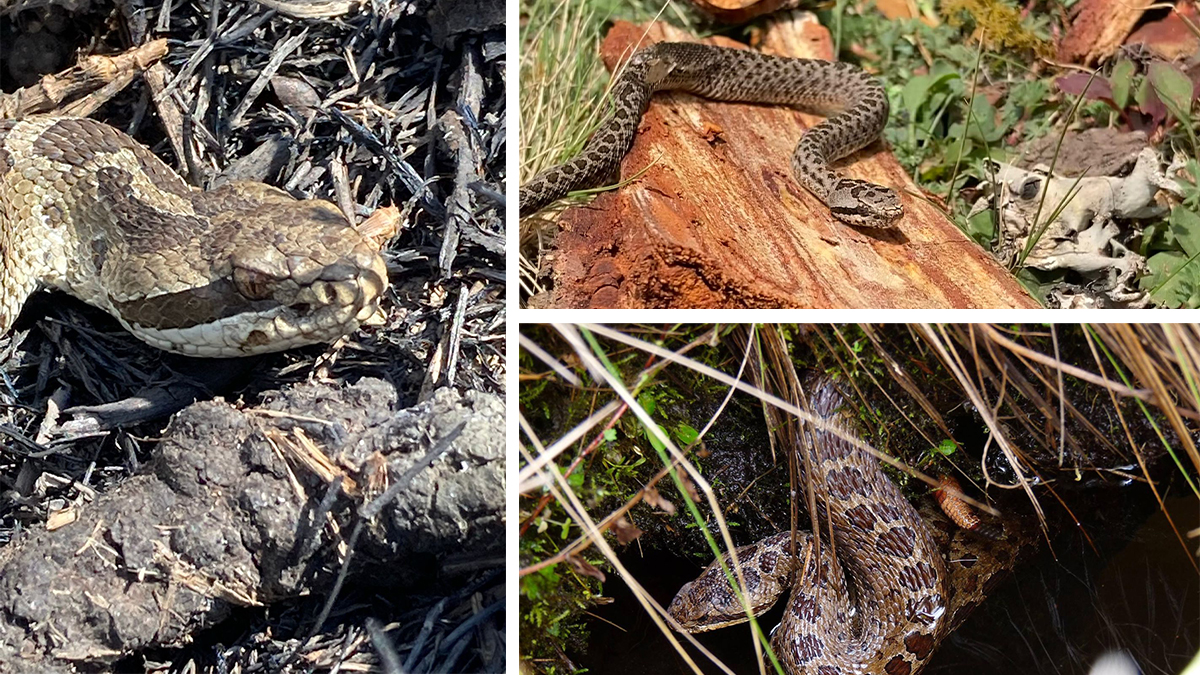 ¡Nada que temer! Conoce la víbora de cascabel que habita en el Valle de ...