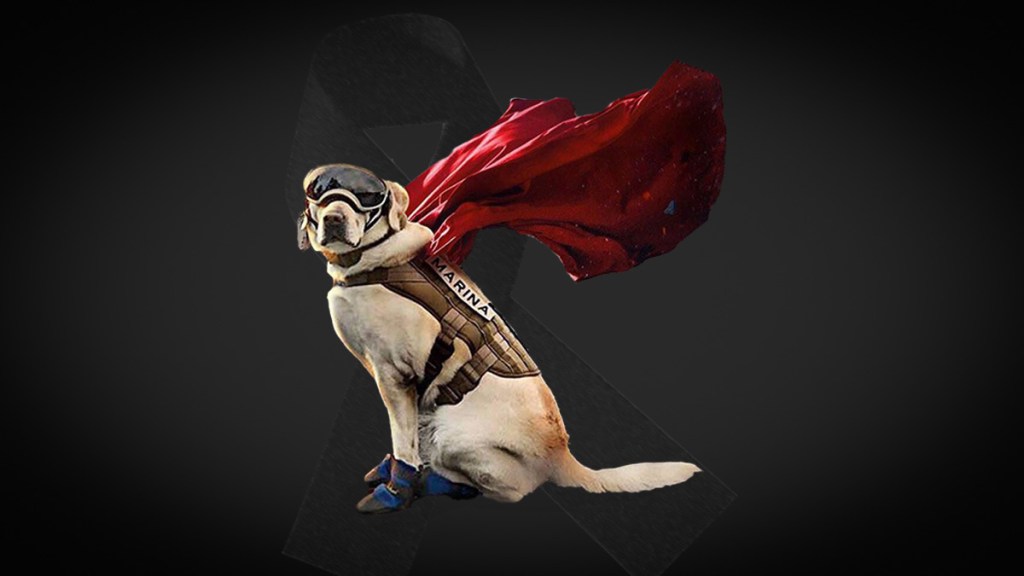 Así fue la vida de Frida, perrita rescatista en los sismos de México