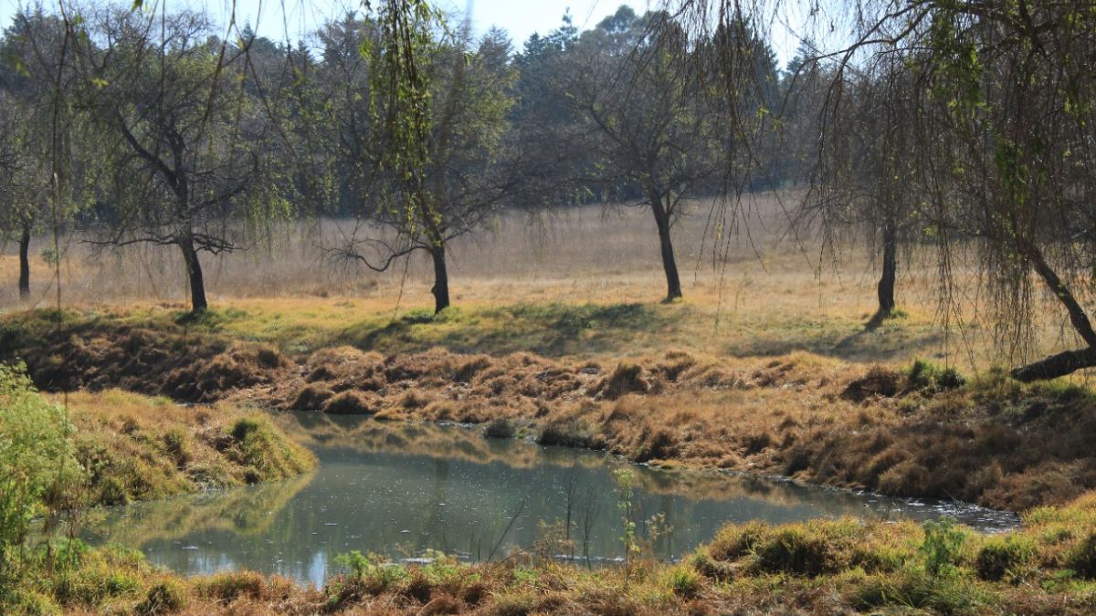 "Parece el río Lerma", exhiben contaminación en laguna del Parque 2000 ...