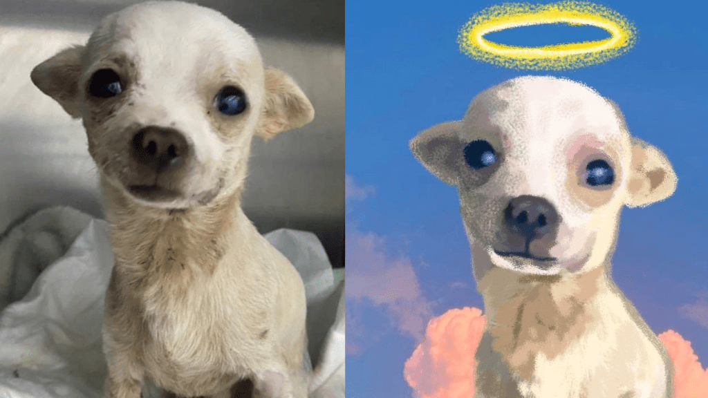 ¡Hasta siempre, Pincky! Muere chihuahua agredido por ladrones de casas