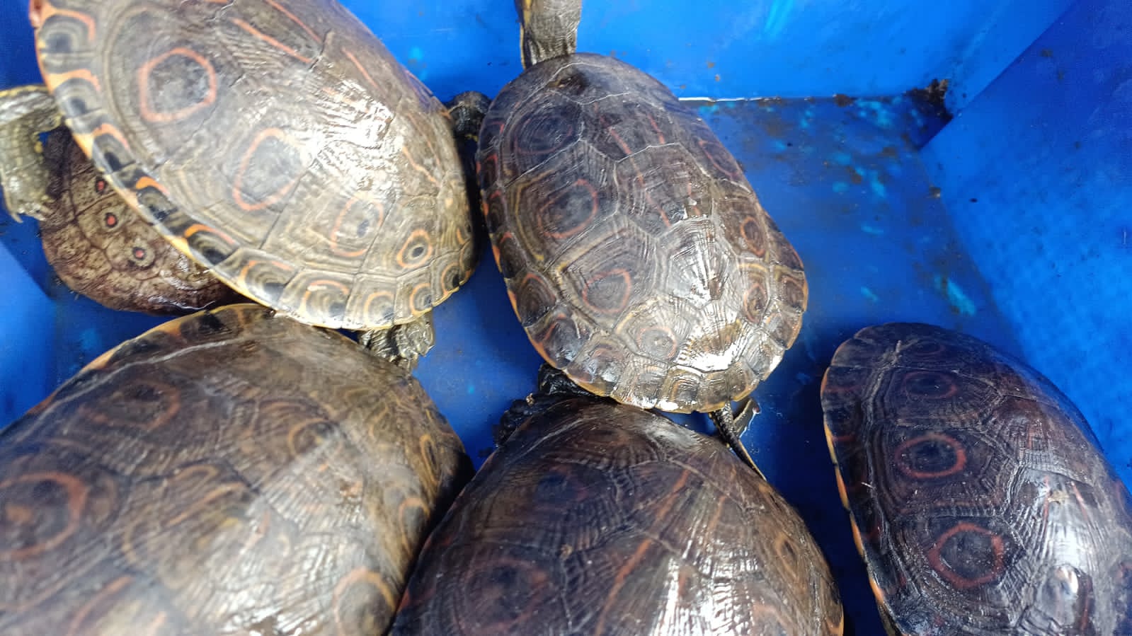 Detienen a dos por venta ilegal de animales exóticos en tianguis de ...