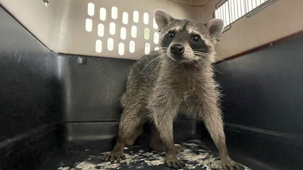 Rescata brigada ambiental de Ecatepec a mapache que sobrevivía comiendo ...