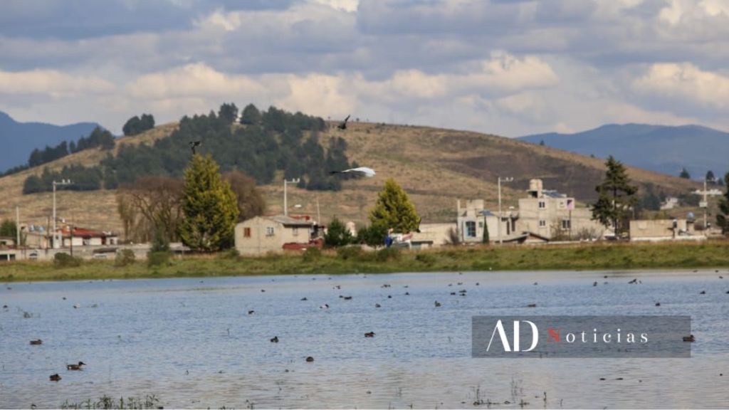 Galería| Mueren patos a causa de la contaminación en la laguna de San ...