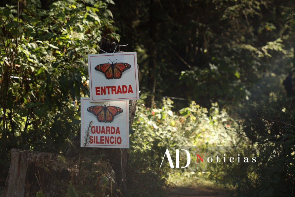 Descubre la magia del Santuario de la Mariposa Monarca en Michoacán