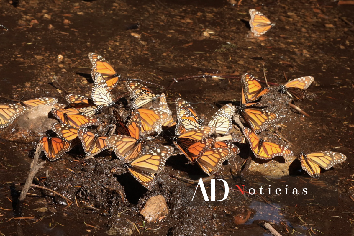 Descubre la magia del Santuario de la Mariposa Monarca en Michoacán