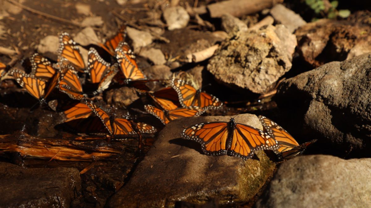 Descubre la magia del Santuario de la Mariposa Monarca en Michoacán
