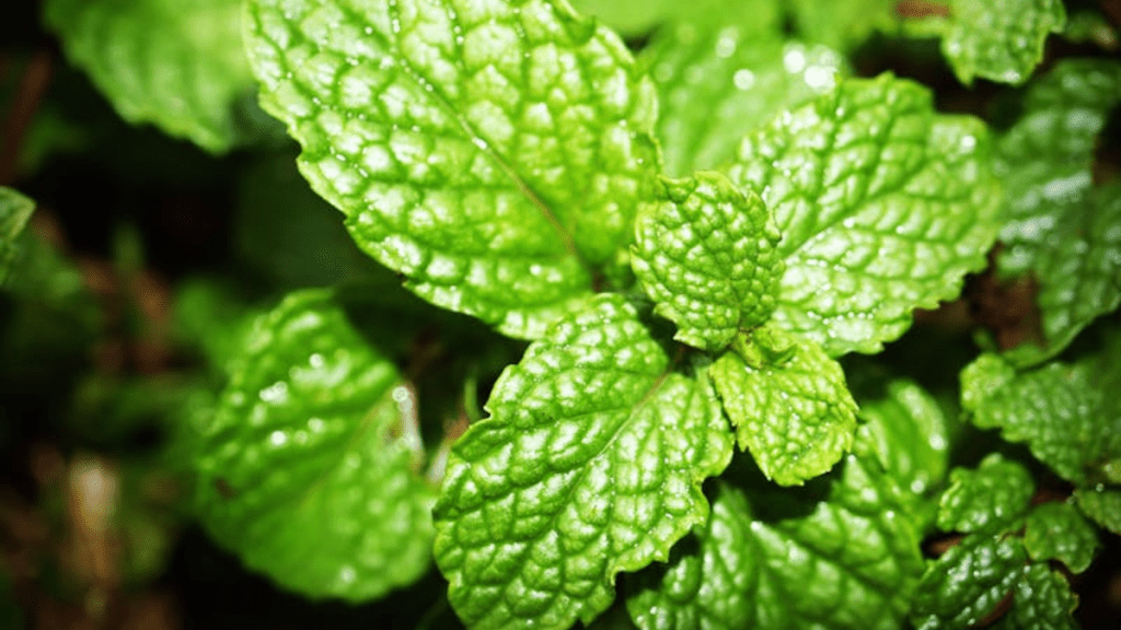 “La Chiva es como la vida”: Los dulces-amargos de la bebida tradicional ...