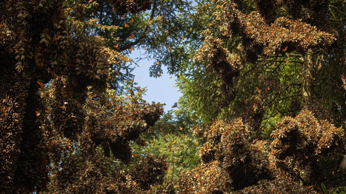 Tu próxima aventura turística te espera en el Edomex